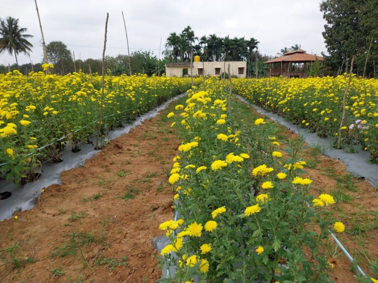 Anugraha Farms: Leading in Managed Farmlands