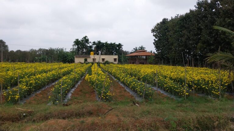 Anugraha Farms: Leading in Managed Farmlands